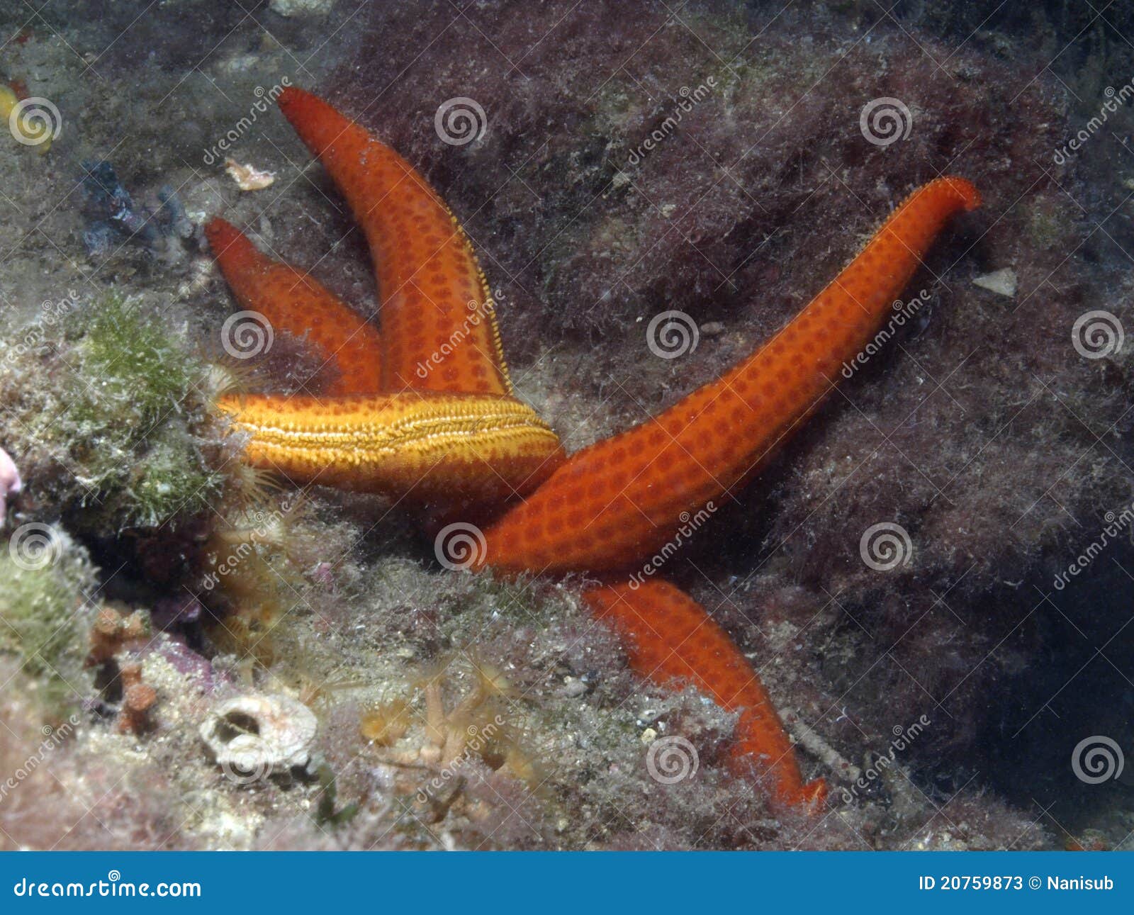 Zeester stock afbeelding. Image of zeester, sinaasappel - 20759873