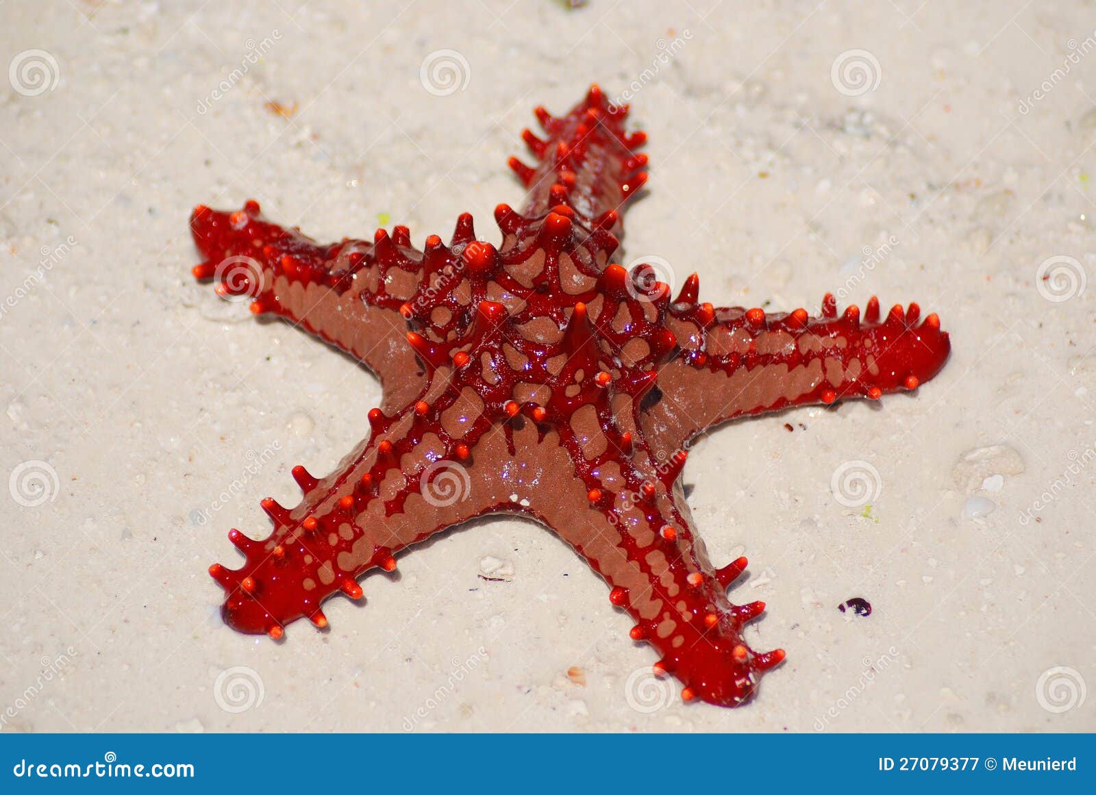 Zeester stock afbeelding. Image of ontruim, vissen, kleurrijk - 27079377