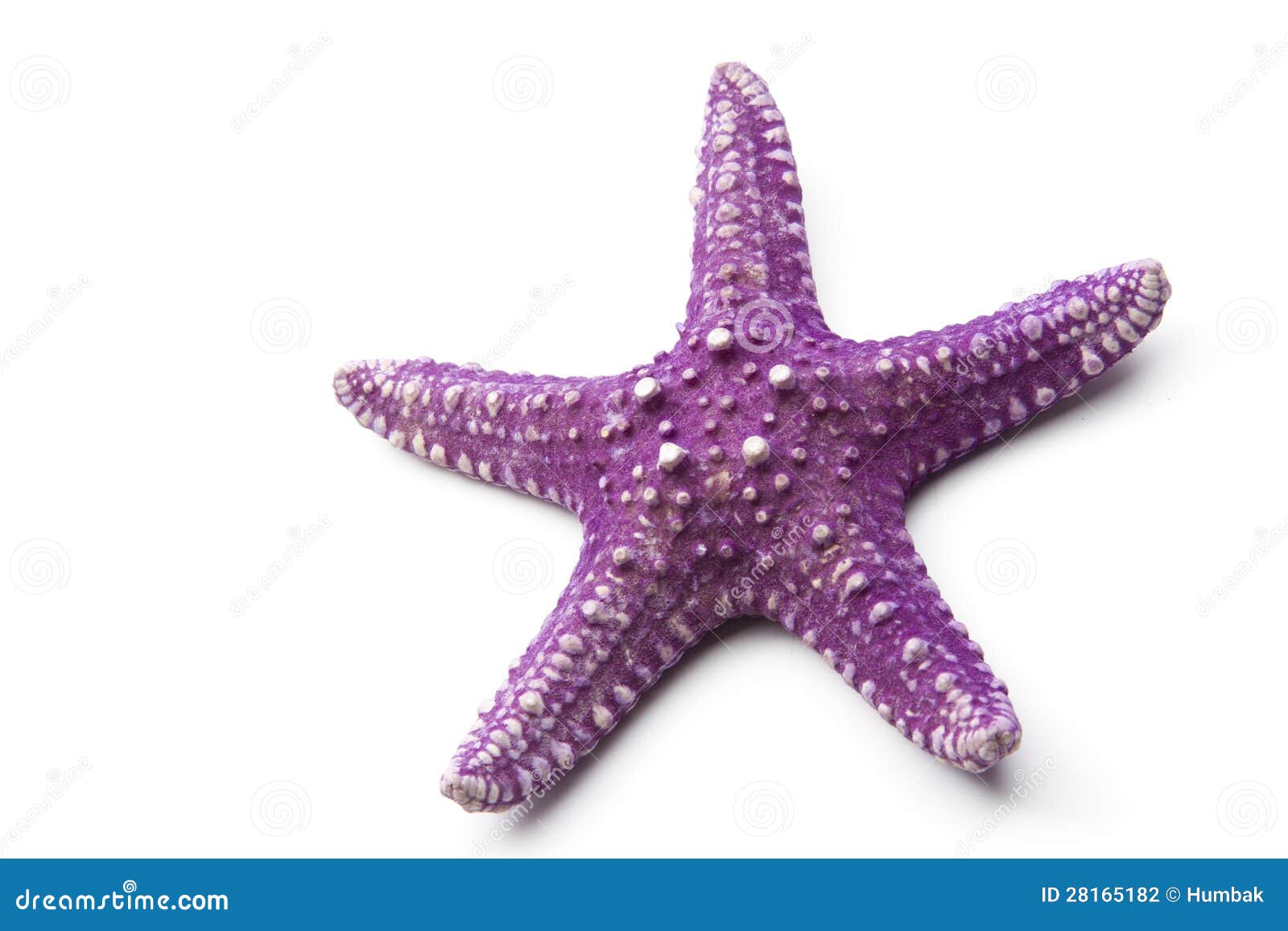 Zeester stock foto. Image of enkelvoudig, droog, nadruk - 28165182