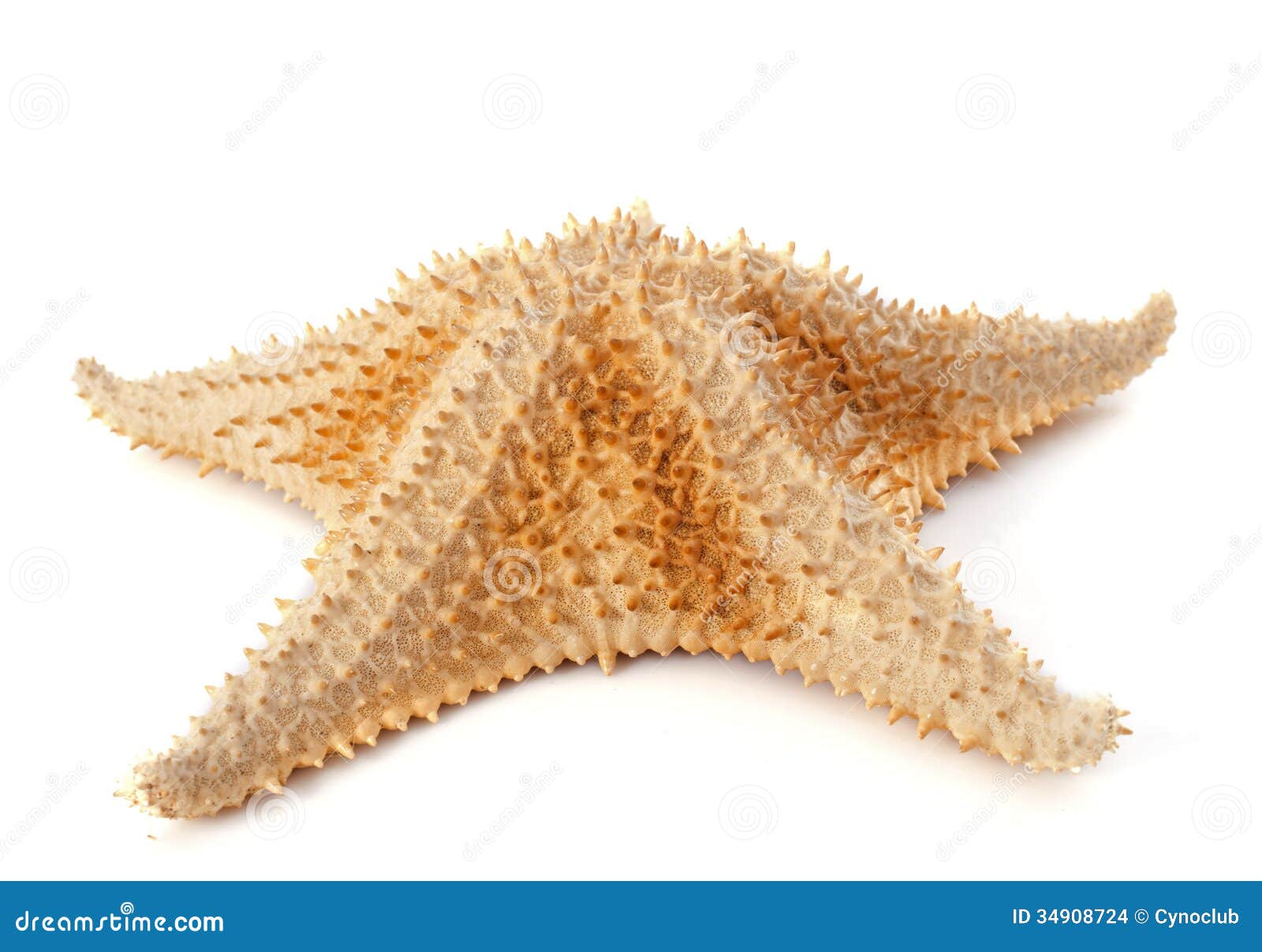 Zeester stock foto. Image of overzees, studio, achtergrond - 34908724