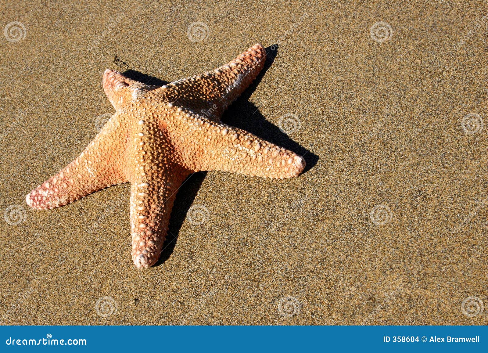 Zeester stock foto. Image of helder, stekelhuidige, hemel - 358604