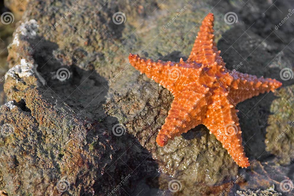 Zeester stock foto. Image of dier, rots, zeester, nave - 4105056