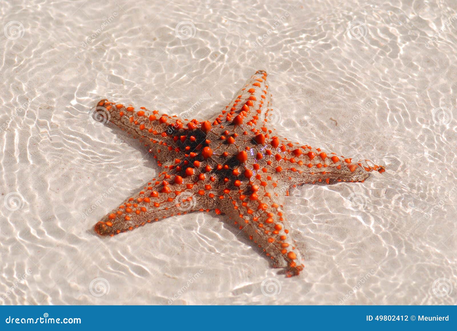 Zeester stock foto. Image of dier, toebehoren, exotisch - 49802412