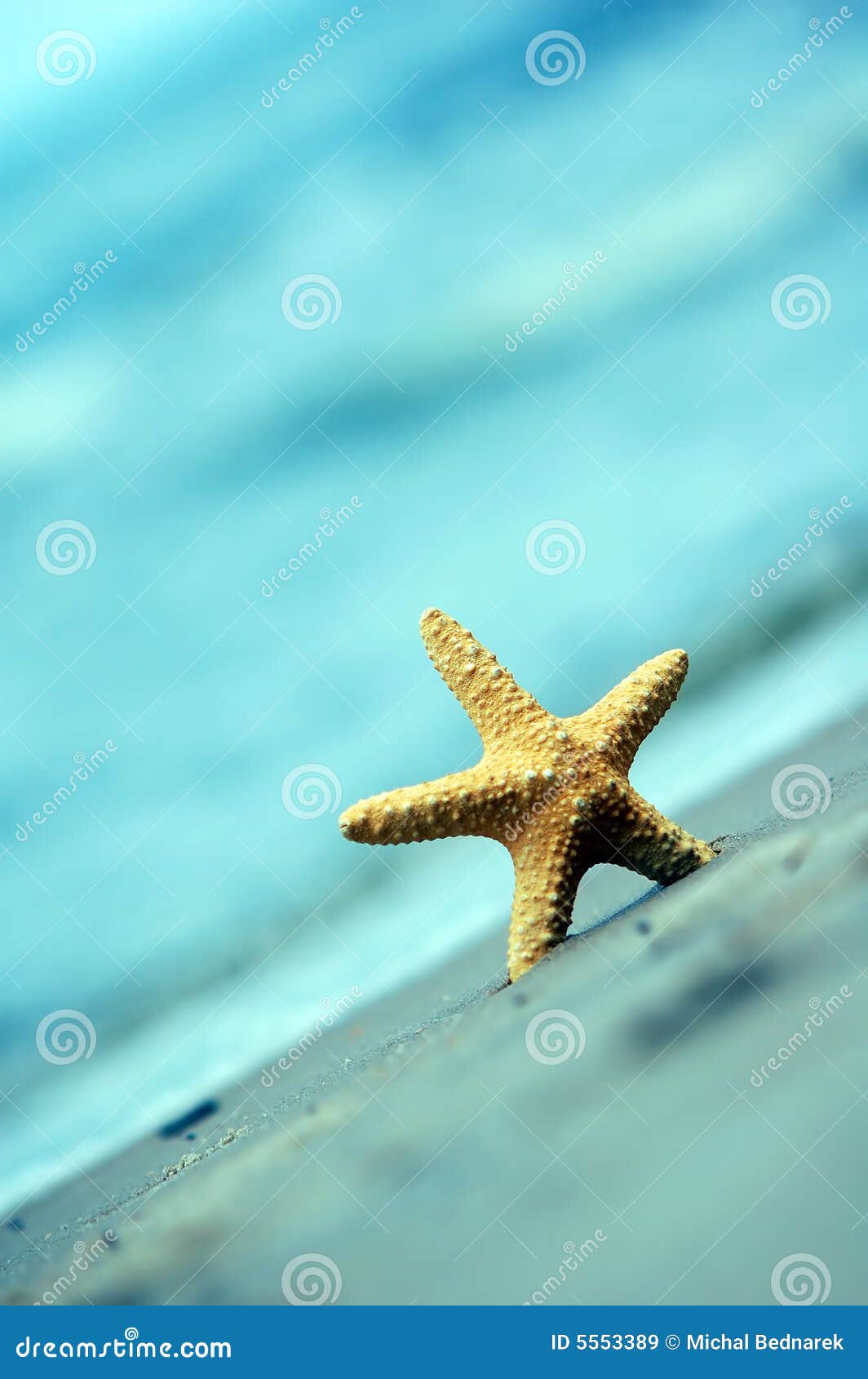 Zeester Picture. Image: 5553389