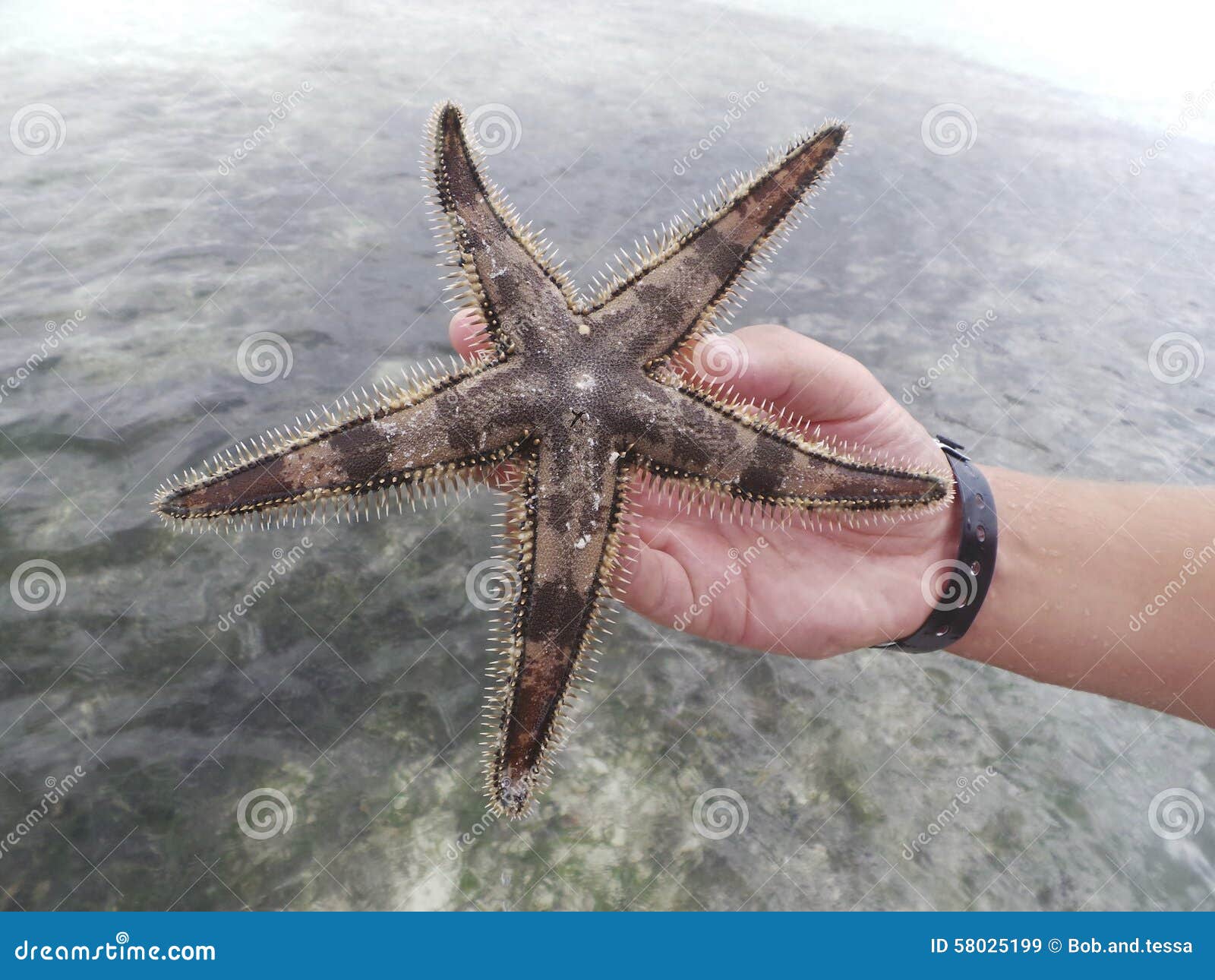 Zeester stock afbeelding. Image of strand, organisme - 58025199