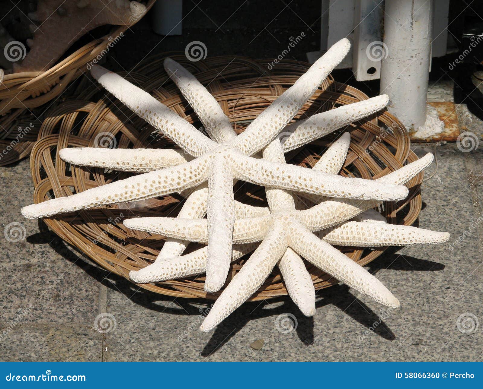 Zeester stock foto. Image of voor, verkoop, herinnering - 58066360