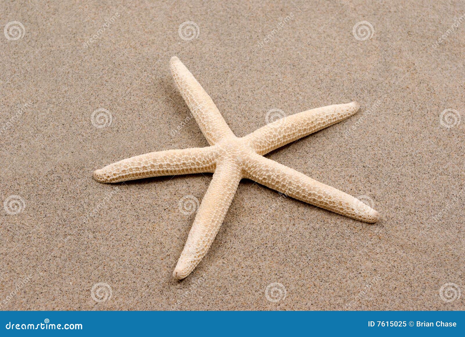 Zeester stock afbeelding. Image of tropisch, naughty, mooi - 7615025