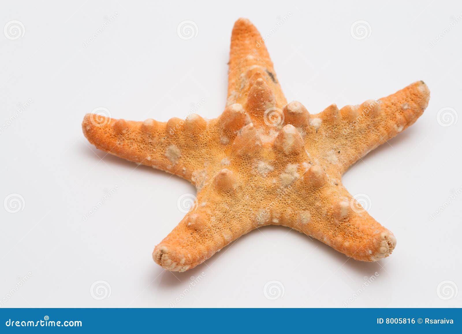 Zeester stock foto. Image of wild, sinaasappel, schaduw - 8005816