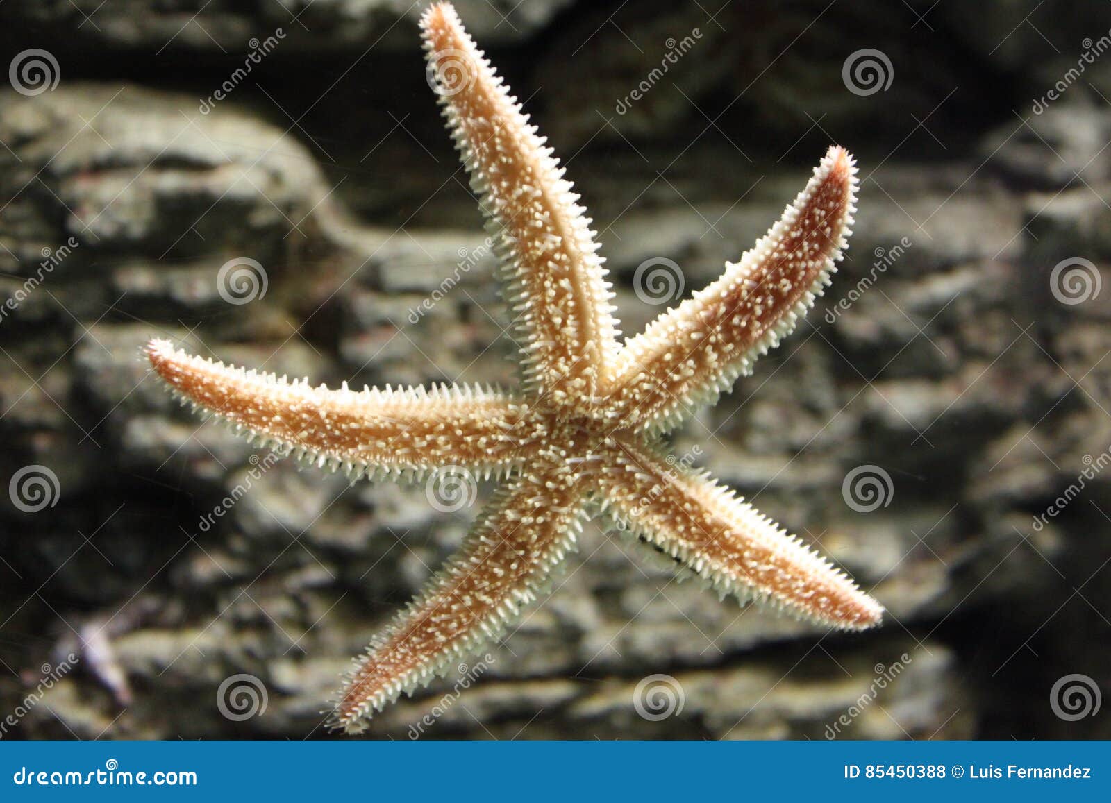 Zeester stock foto. Image of beeld, water, ster, overzees - 85450388