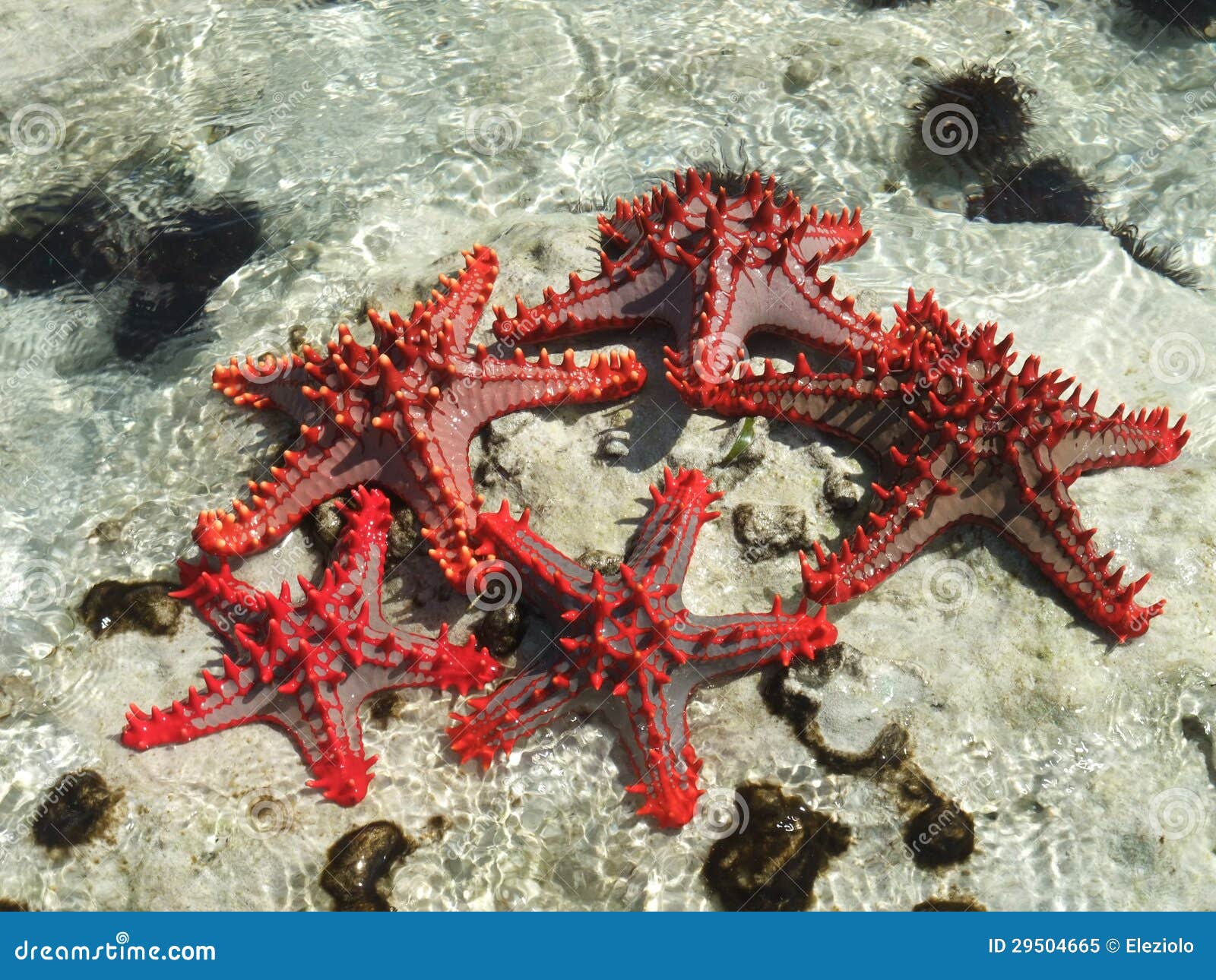 Zeester in de familie stock afbeelding. Image of getijden - 29504665