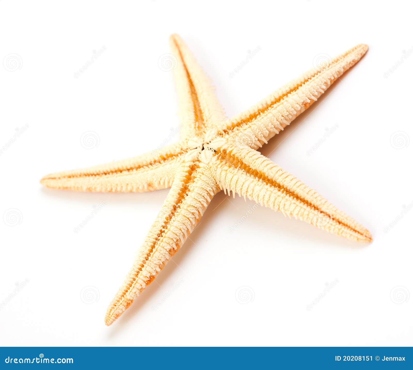 Zeester Die Op Wit Wordt Geïsoleerdt Stock Afbeelding - Image of oceaan ...