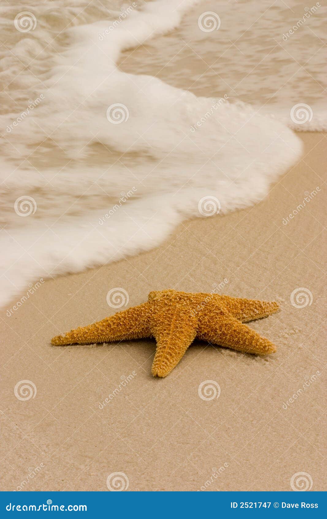 Zeester op het Strand stock afbeelding. Image of oceaan - 2521747