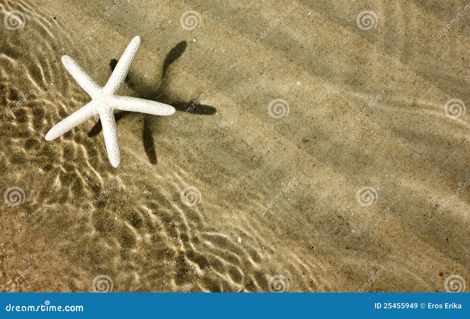 Zeester op het strand stock afbeelding. Image of seizoen - 25455949