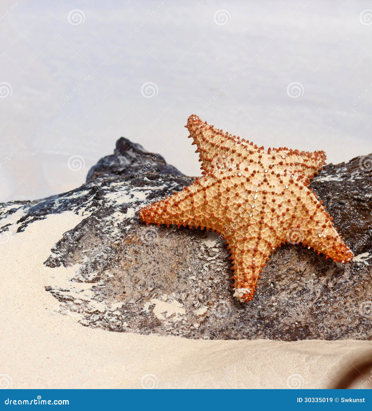 Zeester op het strand. stock afbeelding. Image of overzees - 30335019