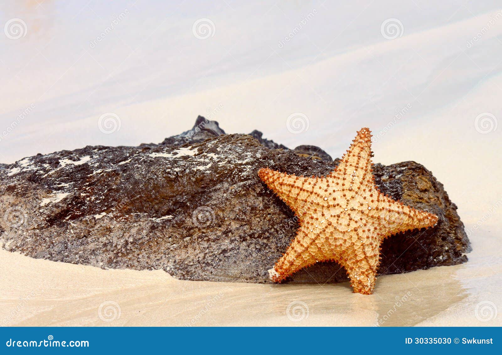 Zeester op het strand. stock foto. Image of zeesterren - 30335030