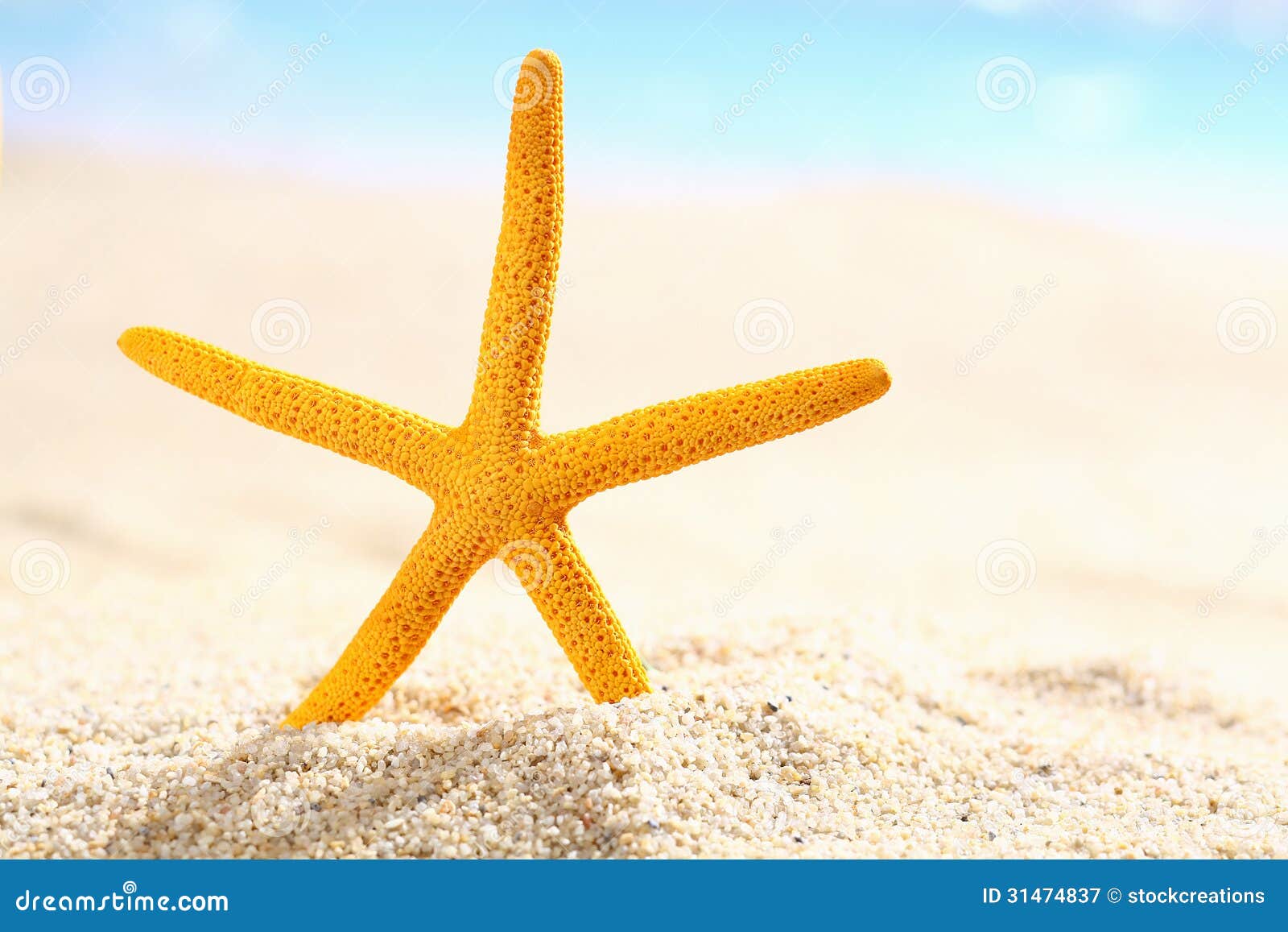 Zeester op het strand stock afbeelding. Image of leven - 31474837