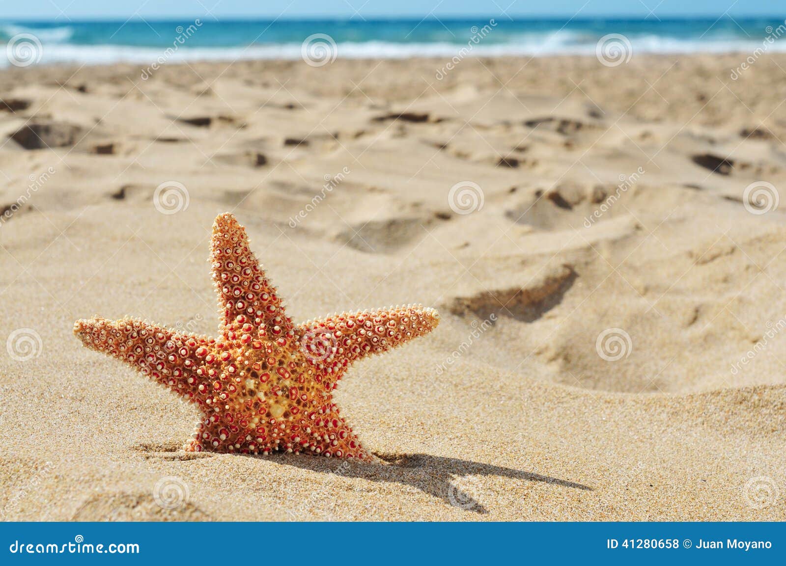 Zeester Op Het Zand Van Een Strand Stock Foto - Image of vorm, strand ...