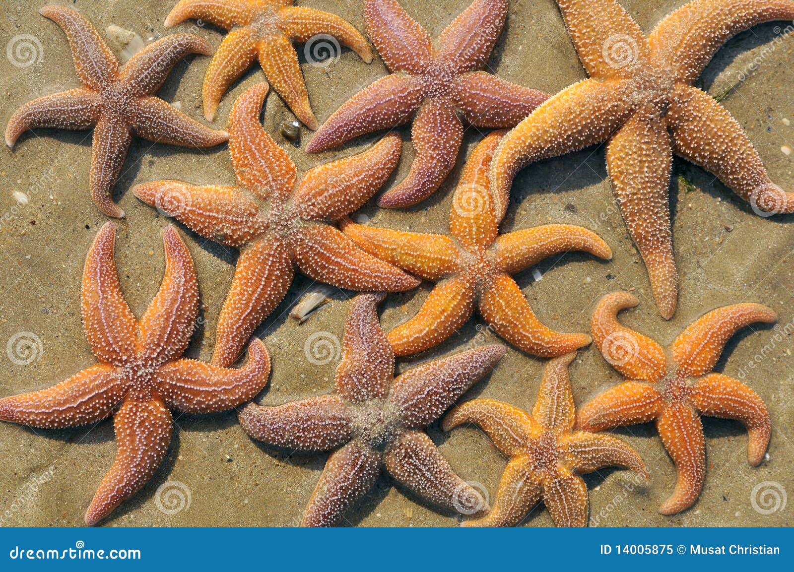 Zeester op zand stock afbeelding. Image of geel, strand - 14005875