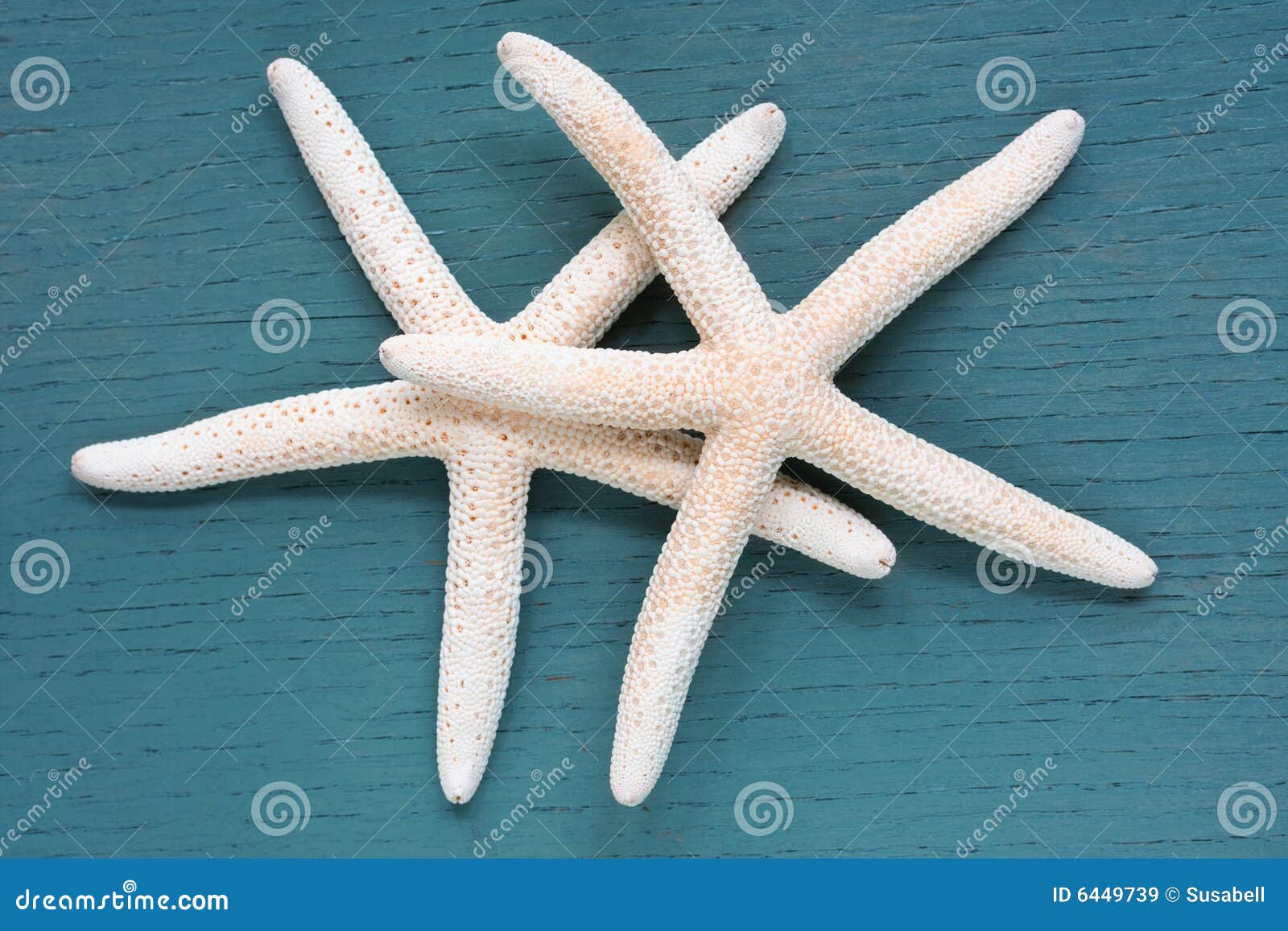 Zeester twee stock afbeelding. Image of zeester, ster - 6449739