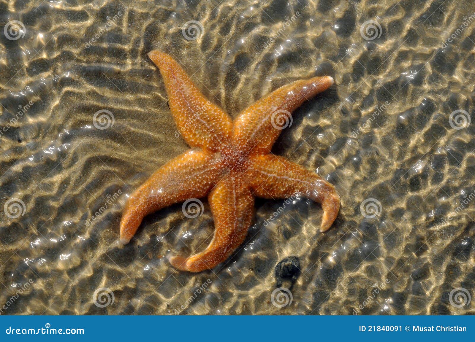 Zeester in water op zand stock afbeelding. Image of zand - 21840091