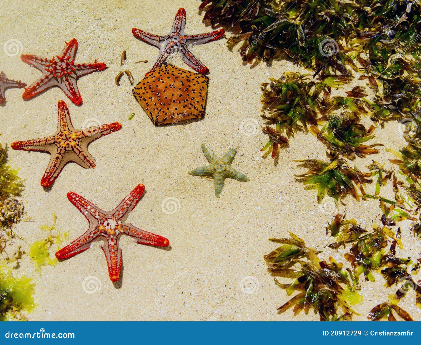 Zeester in zand op strand stock afbeelding. Image of macro - 28912729