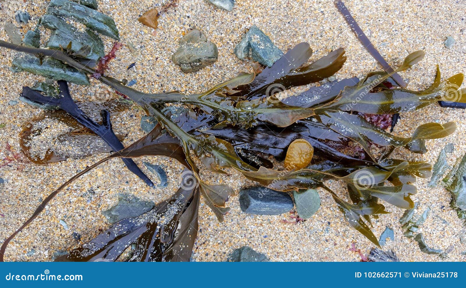 Zeewier stock afbeelding. Image of stenen, zand, vegetatie - 102662571