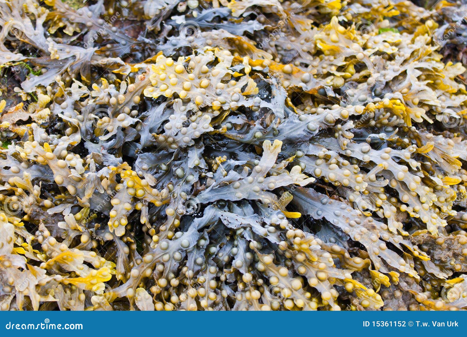 Zeewier stock foto. Image of frankrijk, groei, breton - 15361152