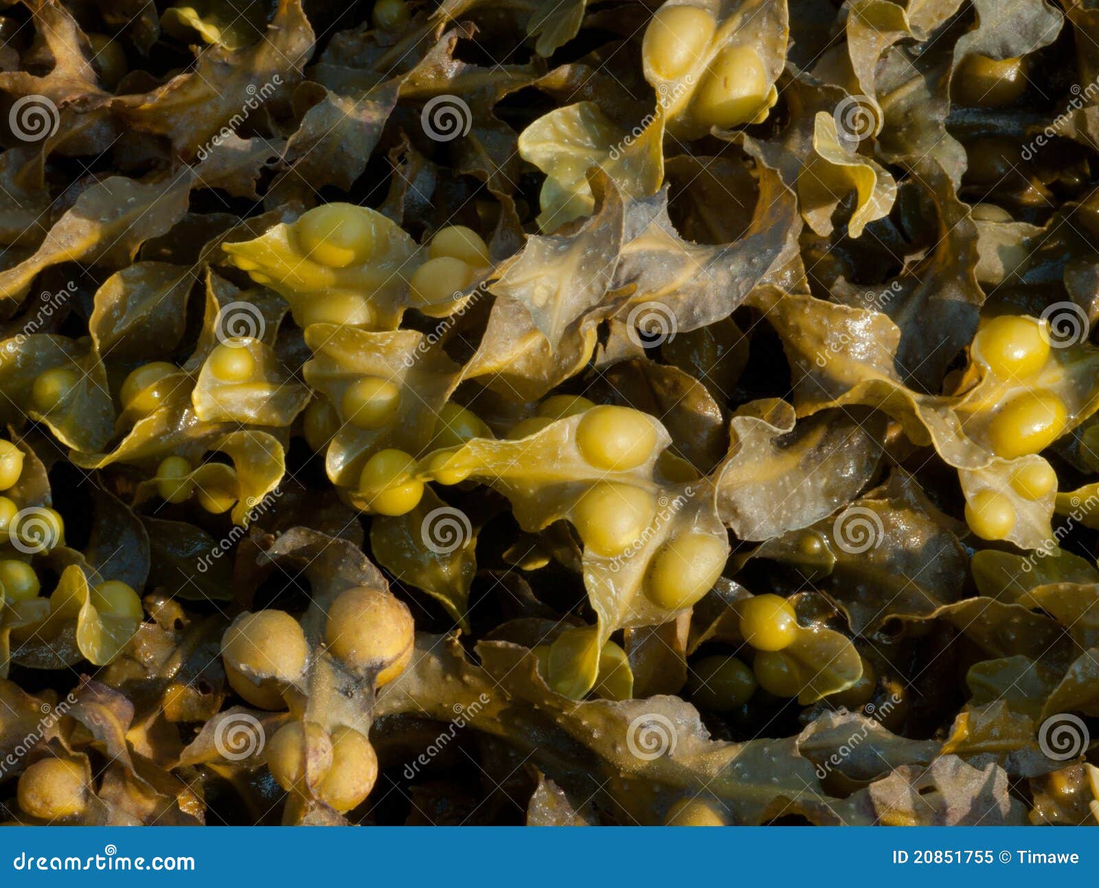 Zeewier 2 van Bladderwrack stock afbeelding. Image of blaas - 20851755