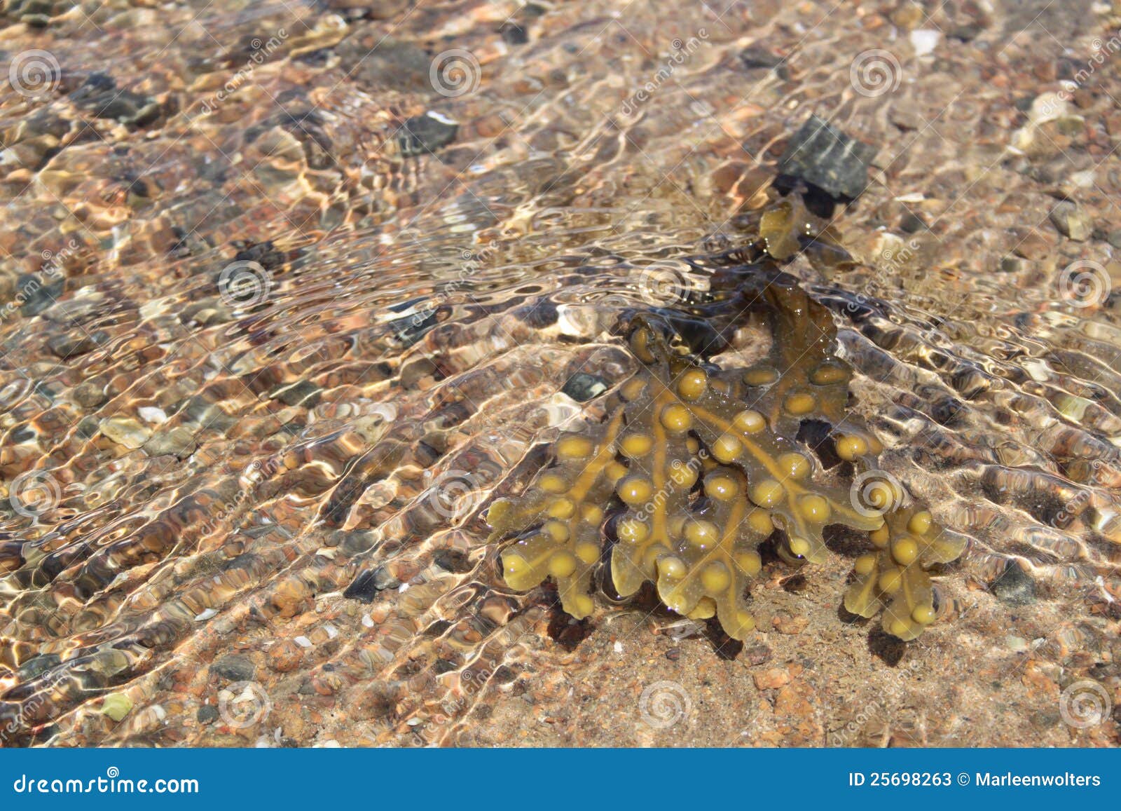 Zeewier stock afbeelding. Image of stenen, zand, water - 25698263