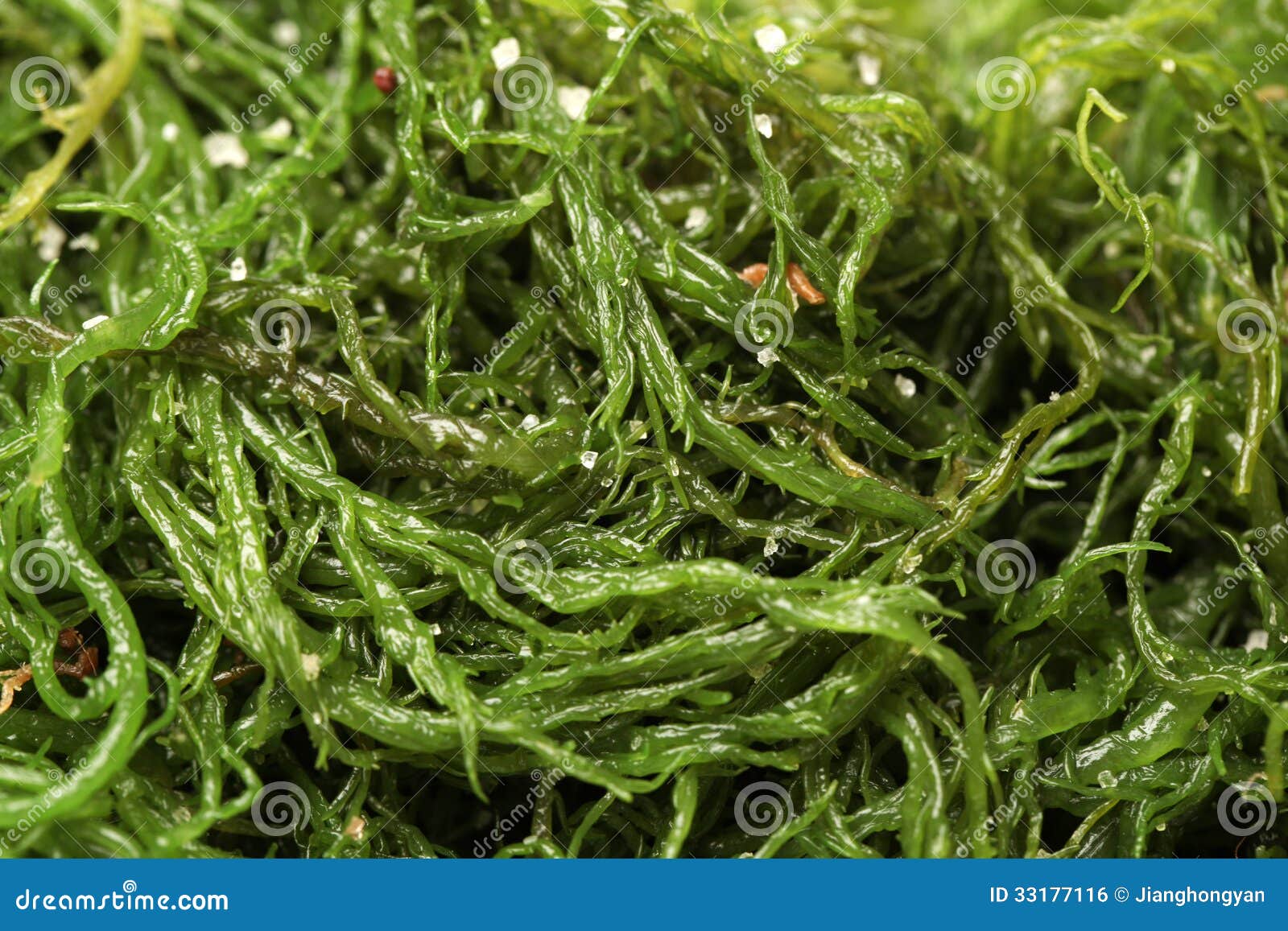 Zeewier stock foto. Image of enkelvoudig, bali, cultuur - 33177116