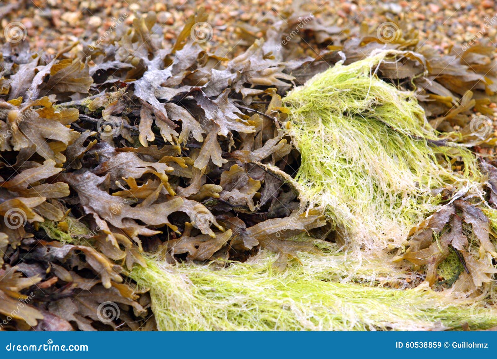 Zeewier stock afbeelding. Image of pantser, kant, bretagne - 60538859