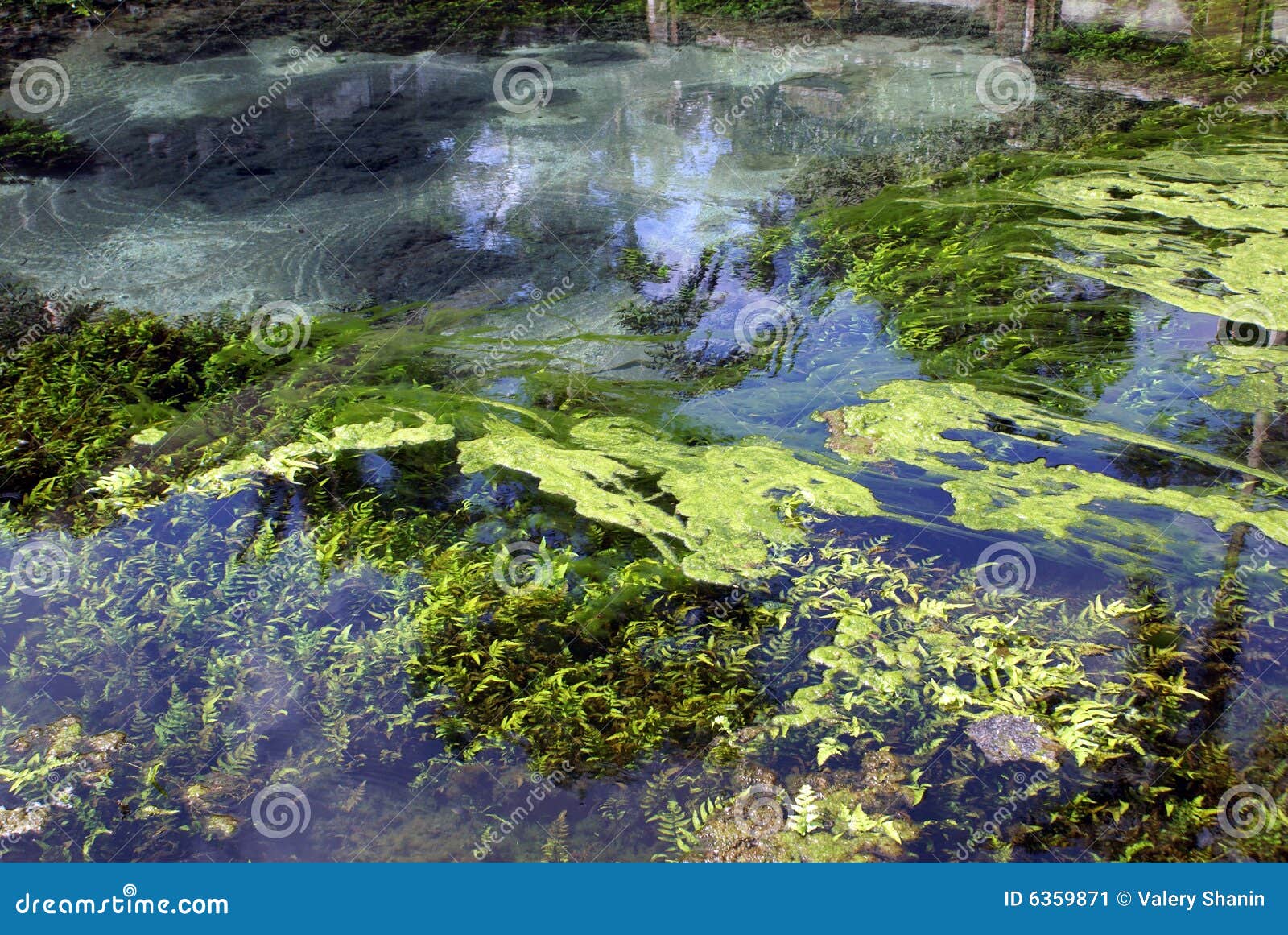 Zeewier stock afbeelding. Image of behoud, rivier, rustig - 6359871