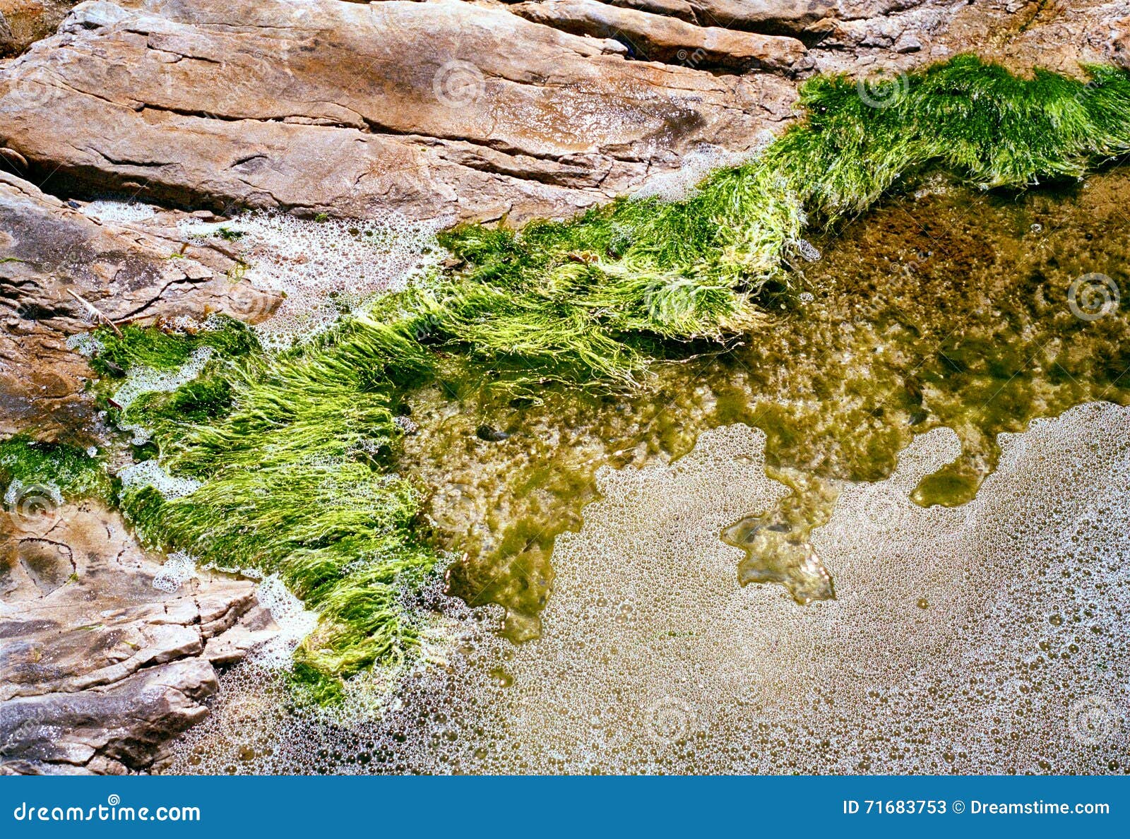 Zeewier stock afbeelding. Image of overzees, kust, water - 71683753