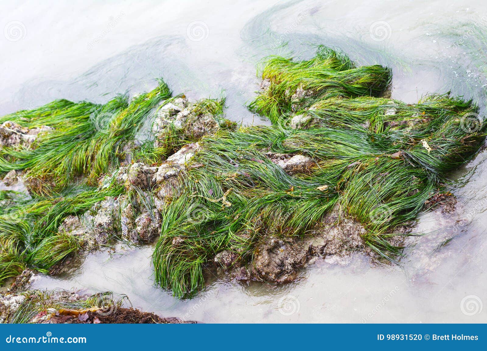 Zeewier in De Vreedzame Oceaan Stock Foto - Image of attica, strand ...