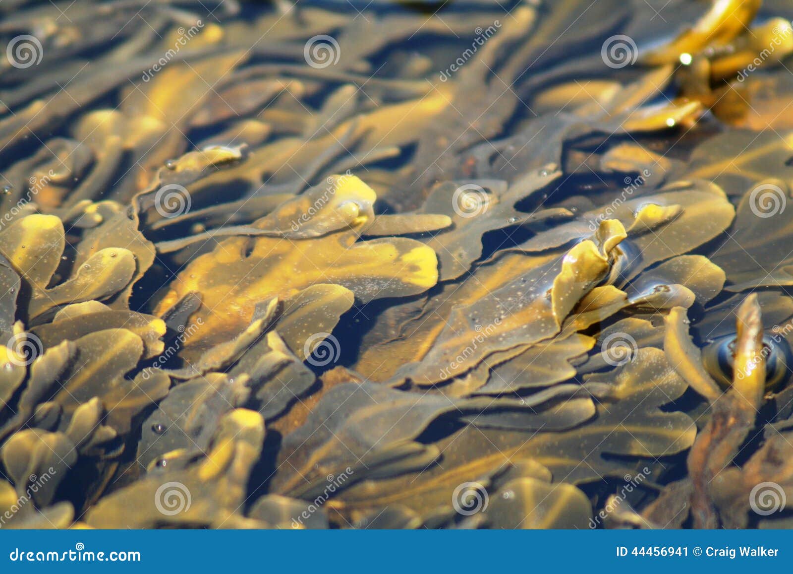 Zeewier Op Westkustoever Schotland Stock Afbeelding - Image of middag ...