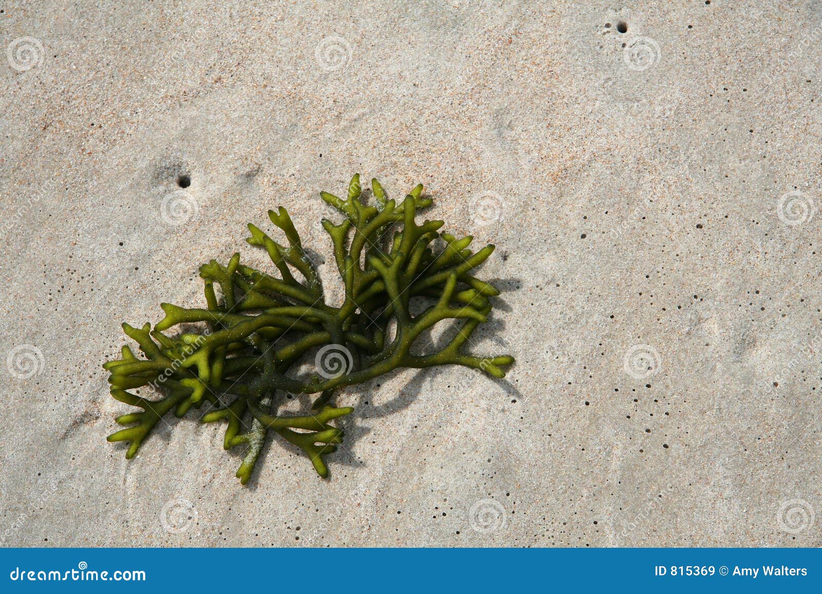 Zeewier op zand stock afbeelding. Image of overzees, helder - 815369