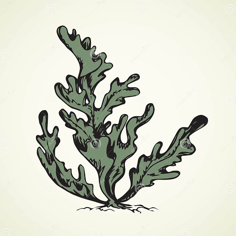 Zeewier Vector tekening vector illustratie. Illustration of groen ...