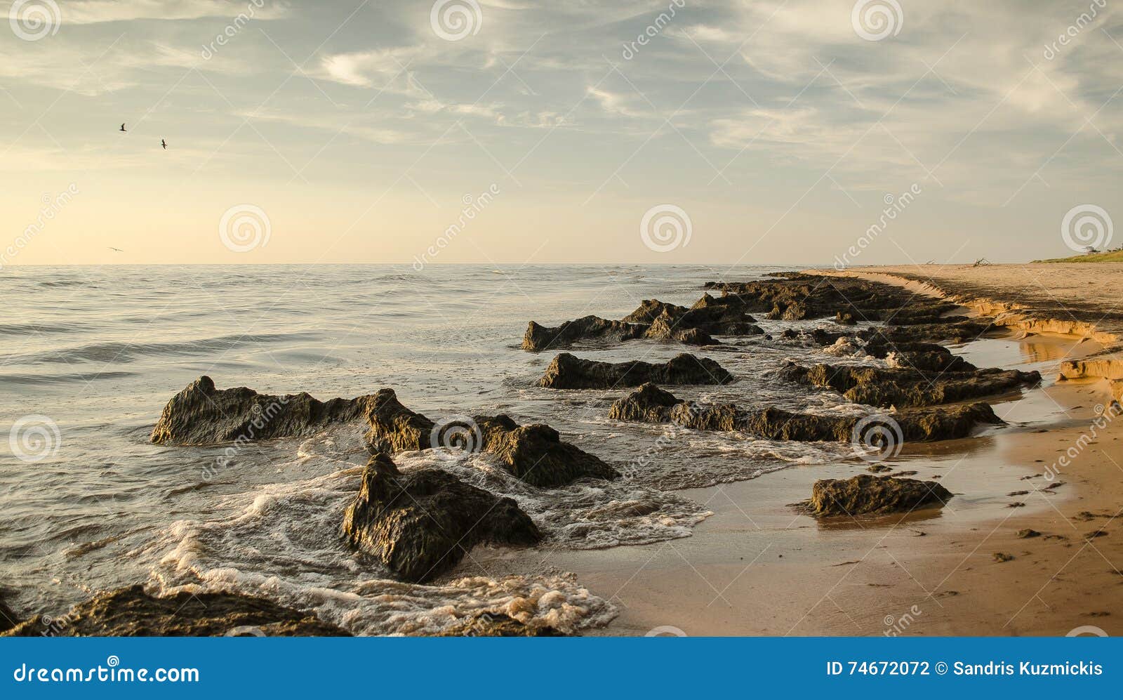 Zeewieren stock foto. Image of groen, avond, nave, zeewieren - 74672072