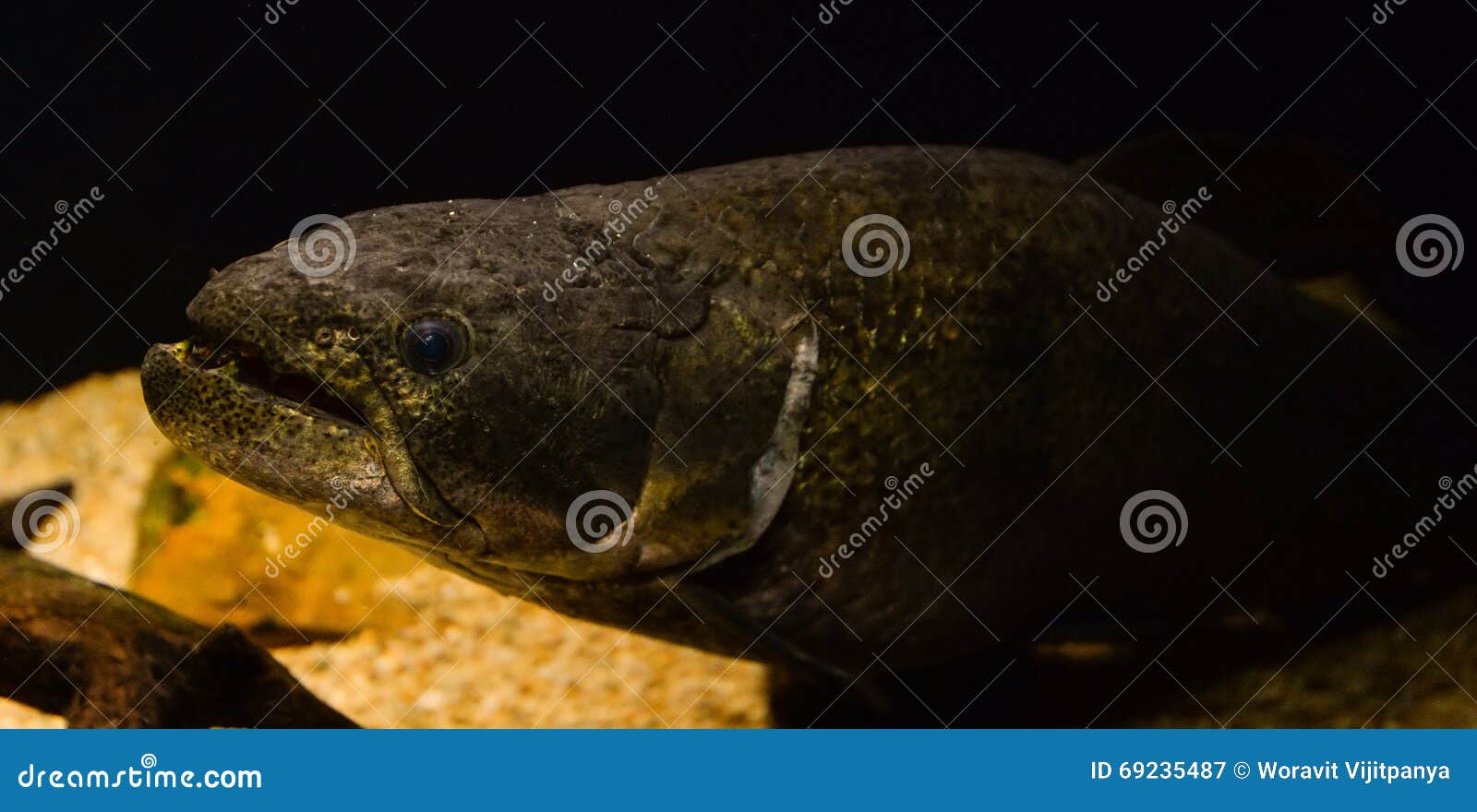 Zeewolf stock afbeelding. Image of vissen, zout, japan - 69235487