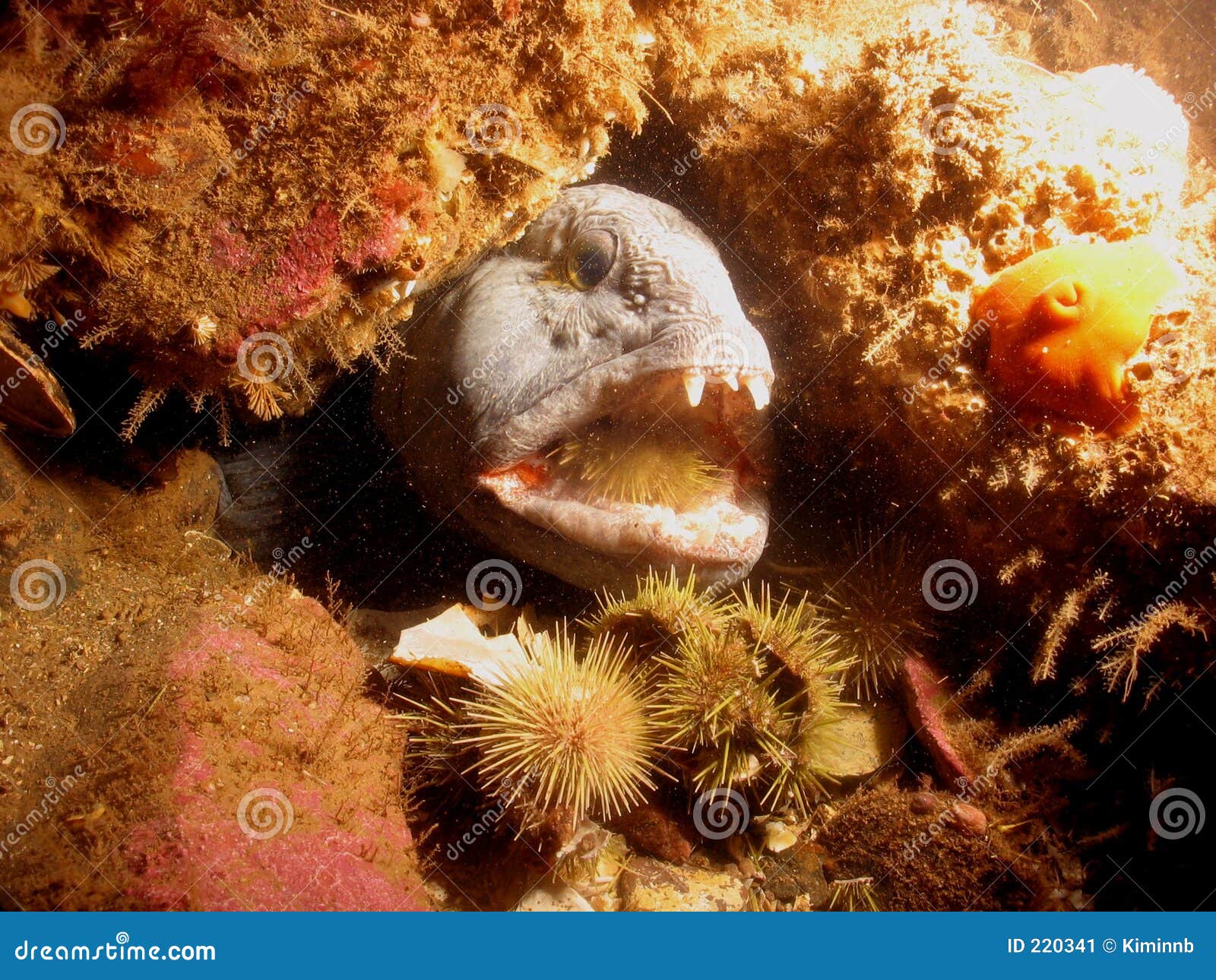 Zeewolf die jongen eet stock afbeelding. Image of tanden - 220341