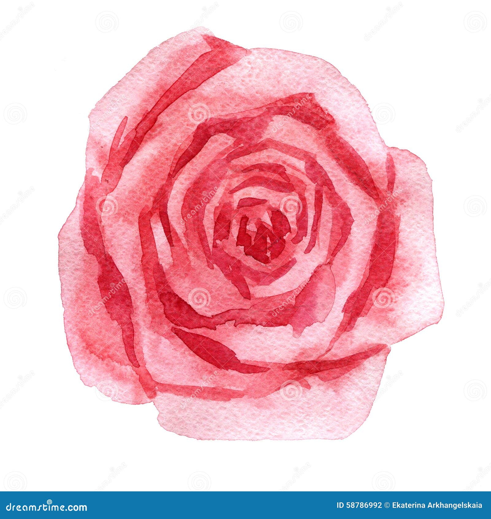 Zeichnende Rosarose Des Aquarells Stock Abbildung - Illustration von ...