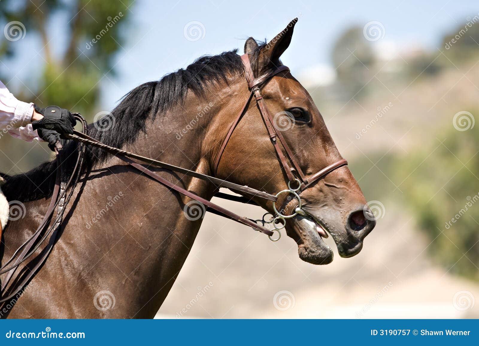 Zeigen Sie Springendes Pferd Stockbild - Bild von jockey, pferdeartig ...