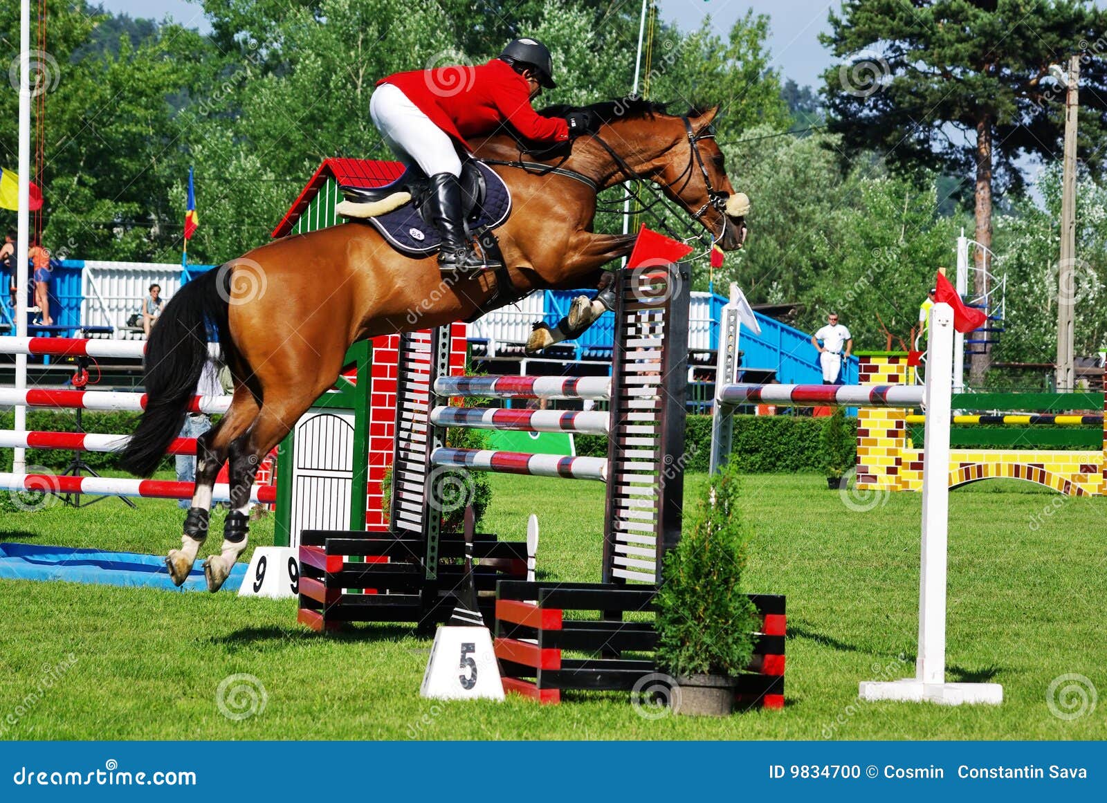 Zeigen Sie Springendes Pferd Redaktionelles Bild - Bild von braun ...