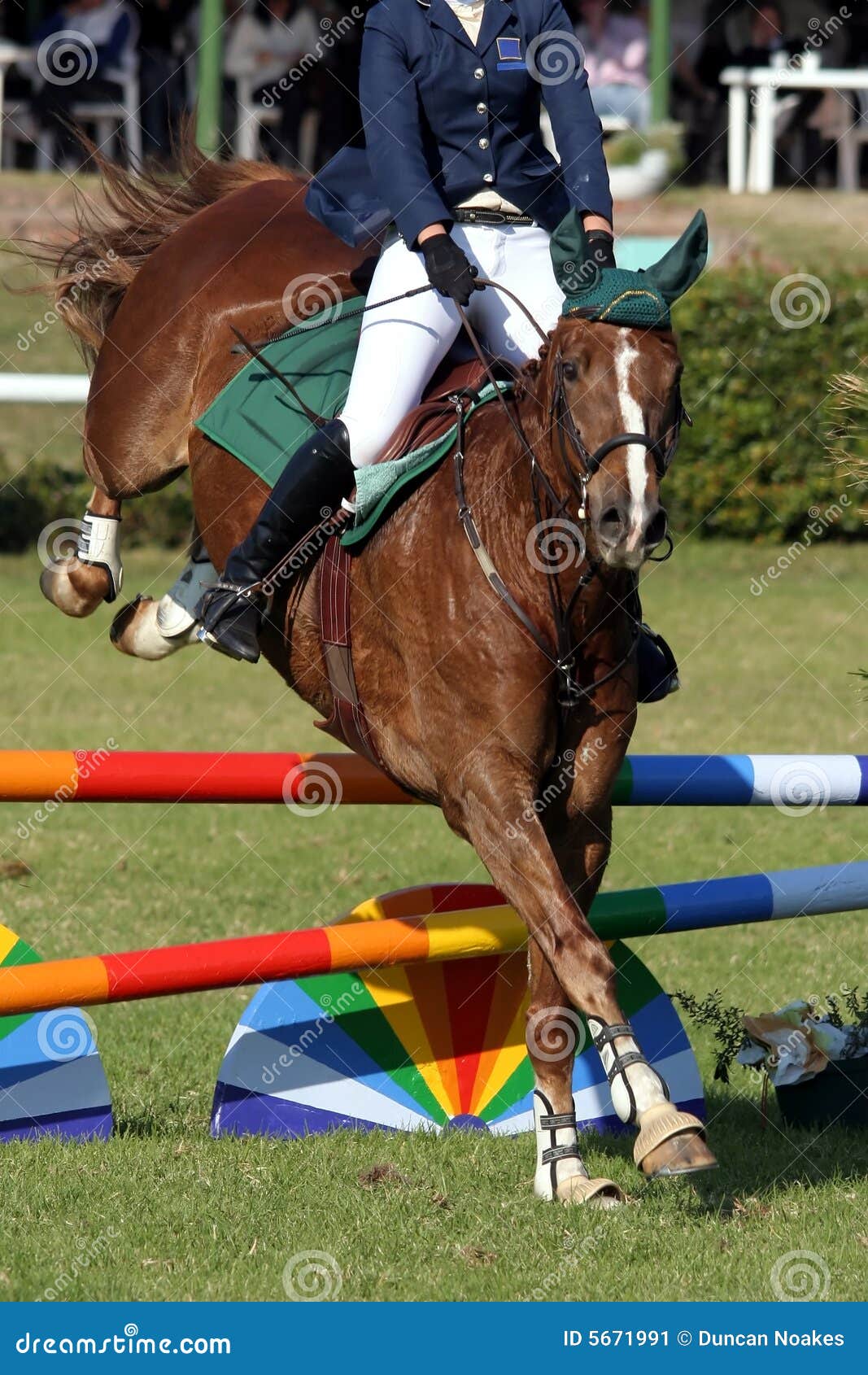 Zeigen Sie Springendes Pferd Und Mitfahrer Stockbild - Bild von ...