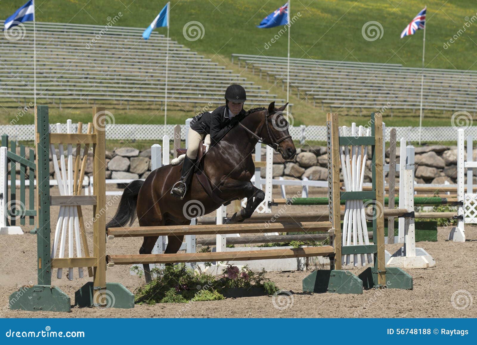 Zeigen Sie Springendes Pferd Und Mitfahrer Redaktionelles Stockfoto ...