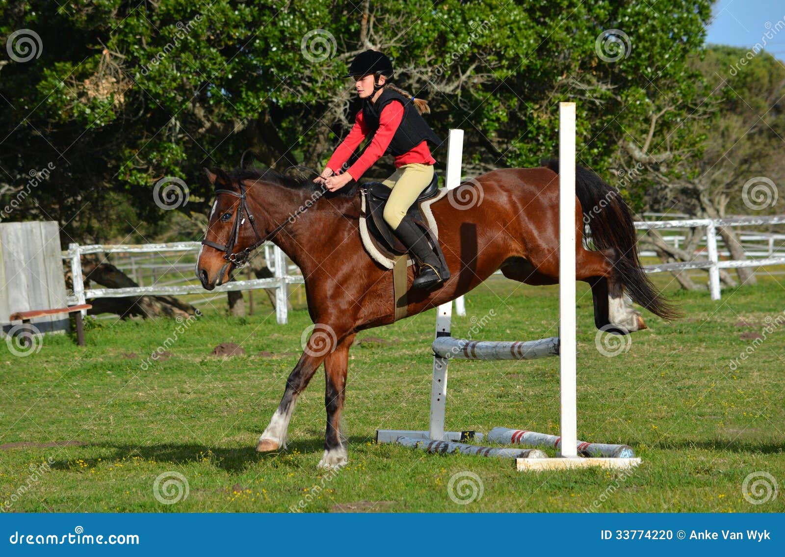 Zeigen Sie Springendes Pferd Und Reiter Stockfoto - Bild von springen ...