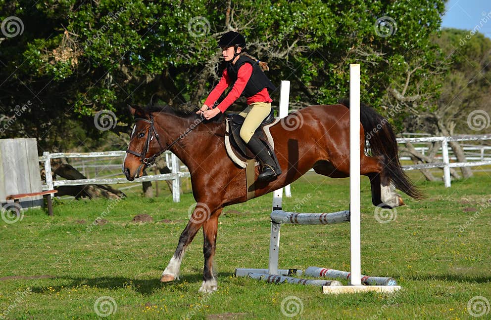Zeigen Sie Springendes Pferd Und Reiter Stockfoto - Bild von springen ...
