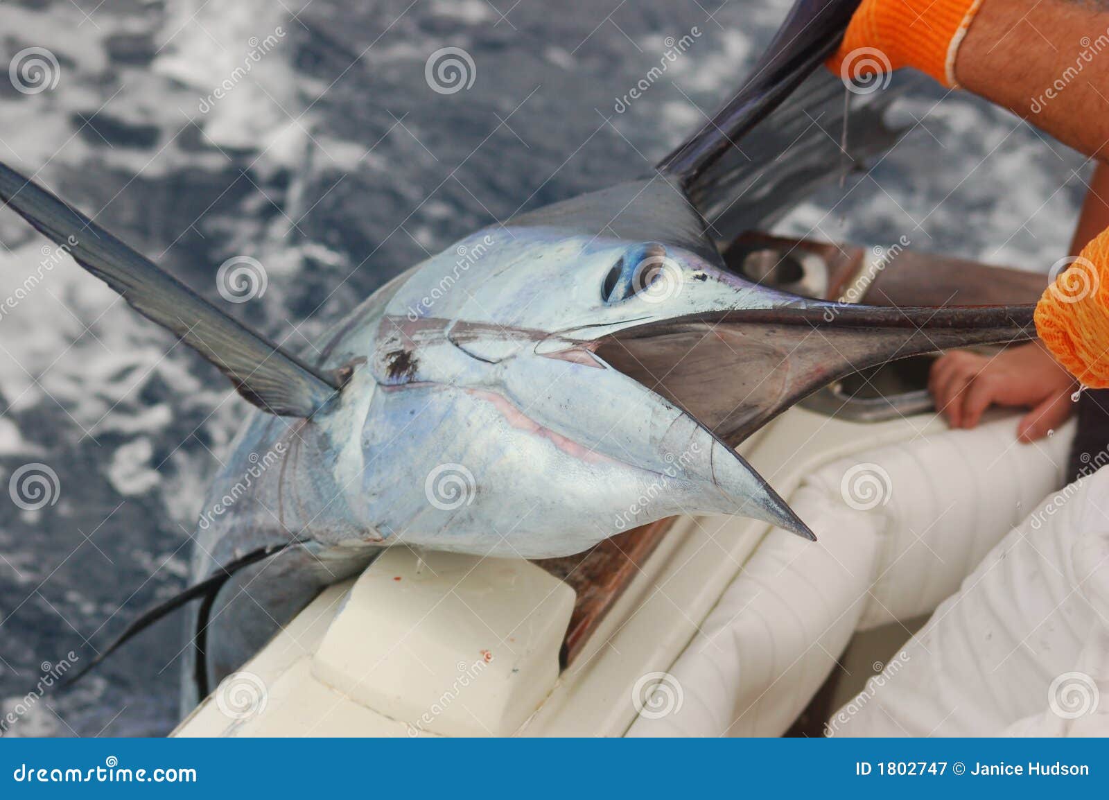 Zeilvis stock afbeelding. Image of vissen, activiteiten - 1802747