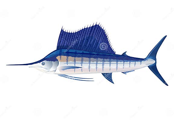 Zeilvis vector illustratie. Illustration of realistisch - 43044102