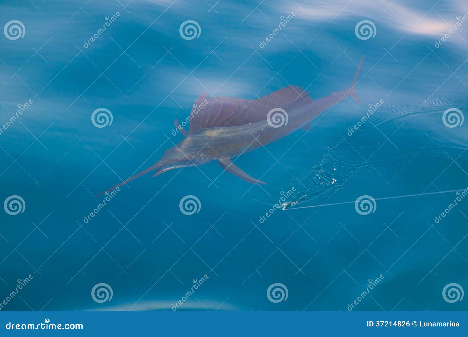 Zeilvis Het Sportfishing Dicht Bij De Boot Met Vislijn Stock Foto ...